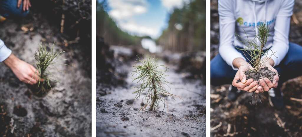 Drzewo za zegarek, czyli sadzimy przyszłość z Timberland i Posadzimy.pl ...